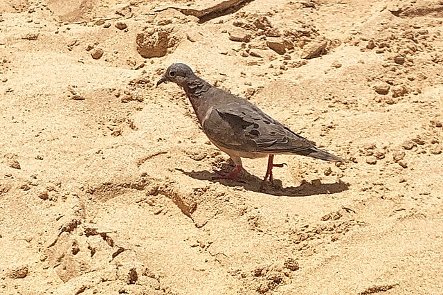 Foto avoante (Zenaida auriculata) Por Ademir Costa | Wiki Aves - A ...