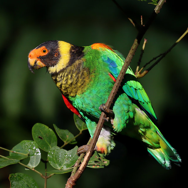 Foto curica-urubu (Pyrilia vulturina) Por Henrique Langenegger | Wiki ...