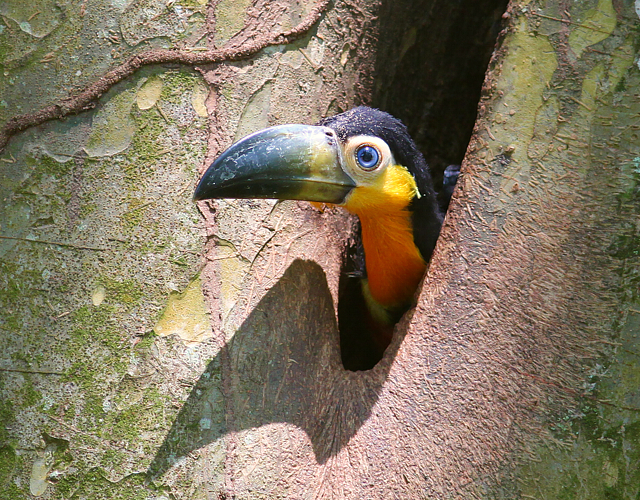 Foto tucano-de-bico-preto (Ramphastos vitellinus) Por Daniel Mello ...