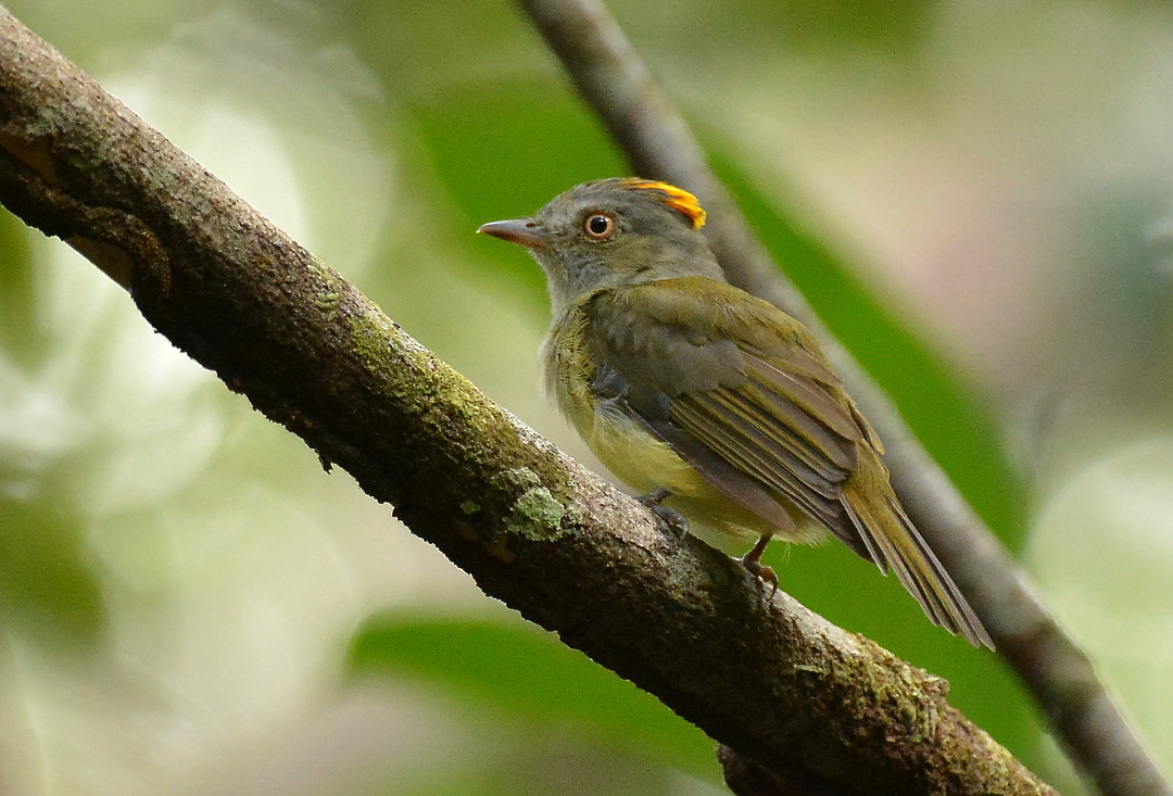 Foto fruxu-do-carrasco (Neopelma chrysocephalum) Por Robson Czaban ...