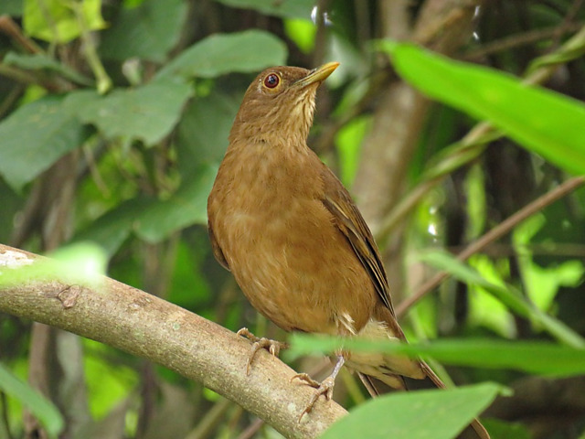 Foto sabiá-da-várzea (Turdus sanchezorum) Por Renata Xavier | Wiki Aves ...