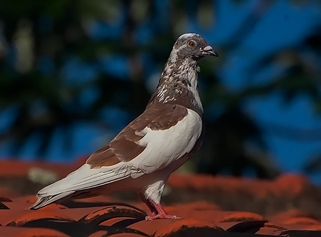 Foto pombo-doméstico (Columba livia) Por Dario Sanches | Wiki Aves - A ...