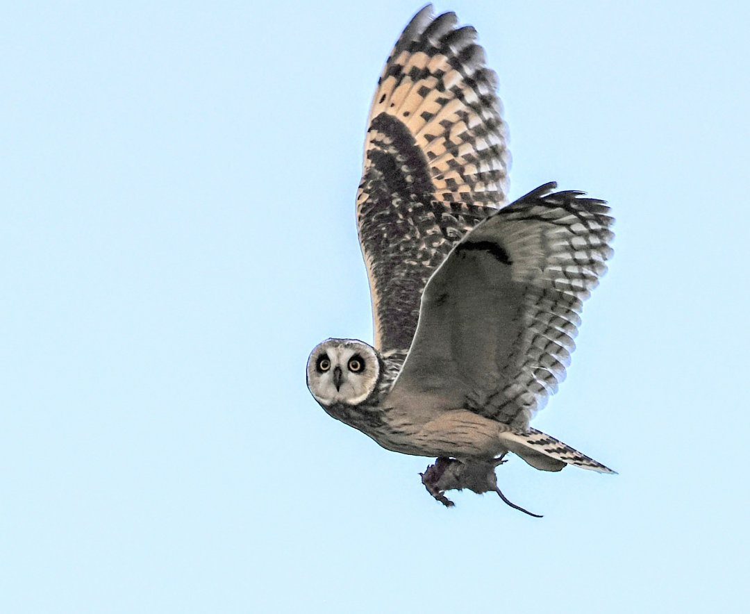 Foto mocho-dos-banhados (Asio flammeus) Por Paulo Valadao | Wiki Aves ...