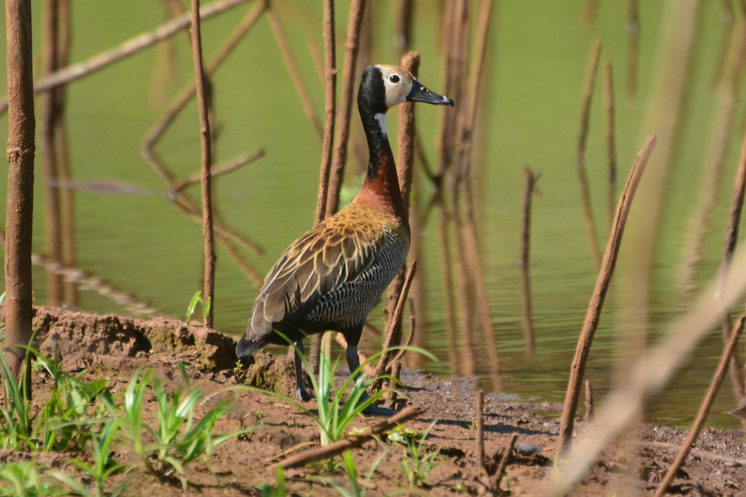 Foto irerê (Dendrocygna viduata) Por Jean Jr Barcik | Wiki Aves - A ...