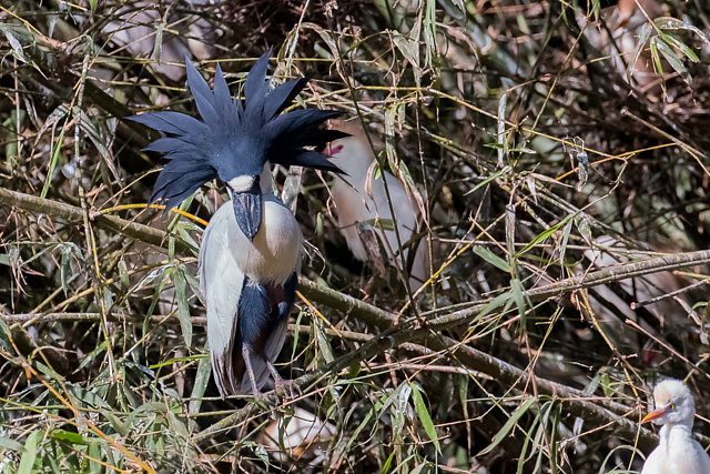Foto arapapá (Cochlearius cochlearius) Por Heron Sanglard | Wiki Aves ...