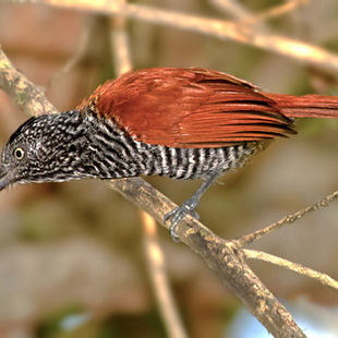 choca-listrada (Thamnophilus palliatus) | WikiAves - A Enciclopédia das ...