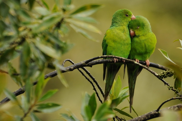 Foto periquito-rico (Brotogeris tirica) Por Claudia Komesu | Wiki Aves ...