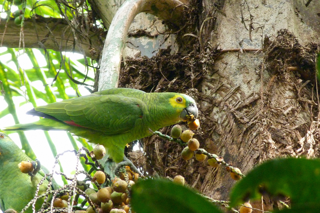 Foto papagaio-verdadeiro (Amazona aestiva) Por Cauê Reis | Wiki Aves ...