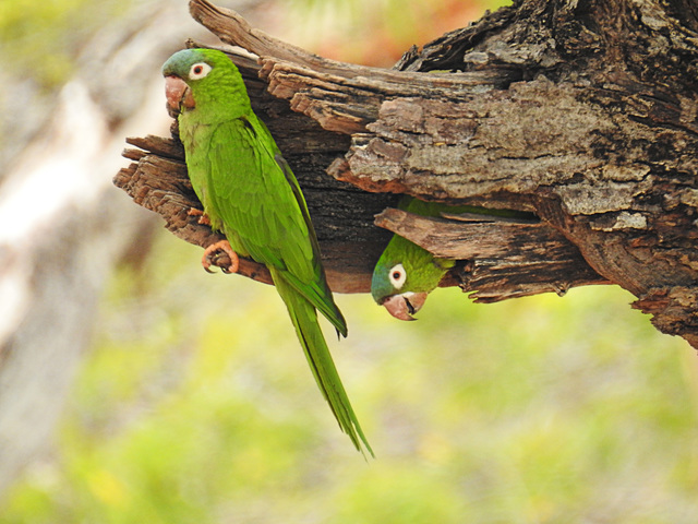 aratinga-de-testa-azul (Thectocercus acuticaudatus) | WikiAves - A ...