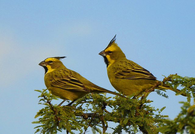 Foto cardeal-amarelo (Gubernatrix cristata) Por Oziel Soares | Wiki ...