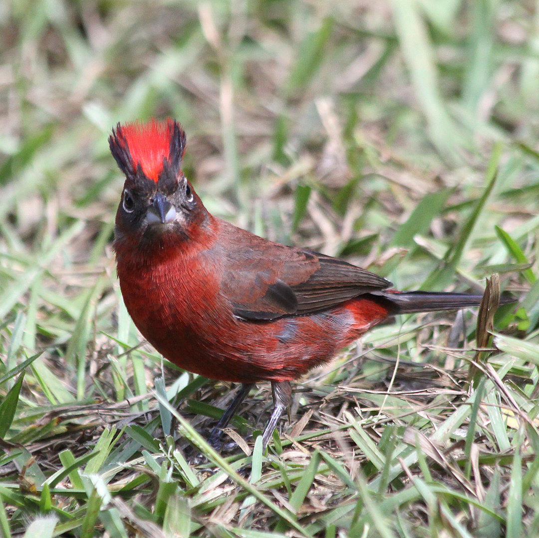 Foto tico-tico-rei (Coryphospingus cucullatus) Por Vera Méo | Wiki Aves ...