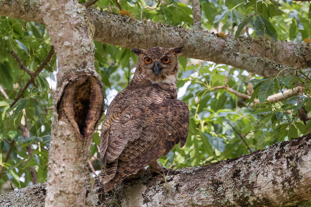 Foto jacurutu (Bubo virginianus) Por Heron Sanglard | Wiki Aves - A ...