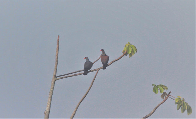 Foto pomba-trocal (Patagioenas speciosa) Por Will Mesquita | Wiki Aves ...