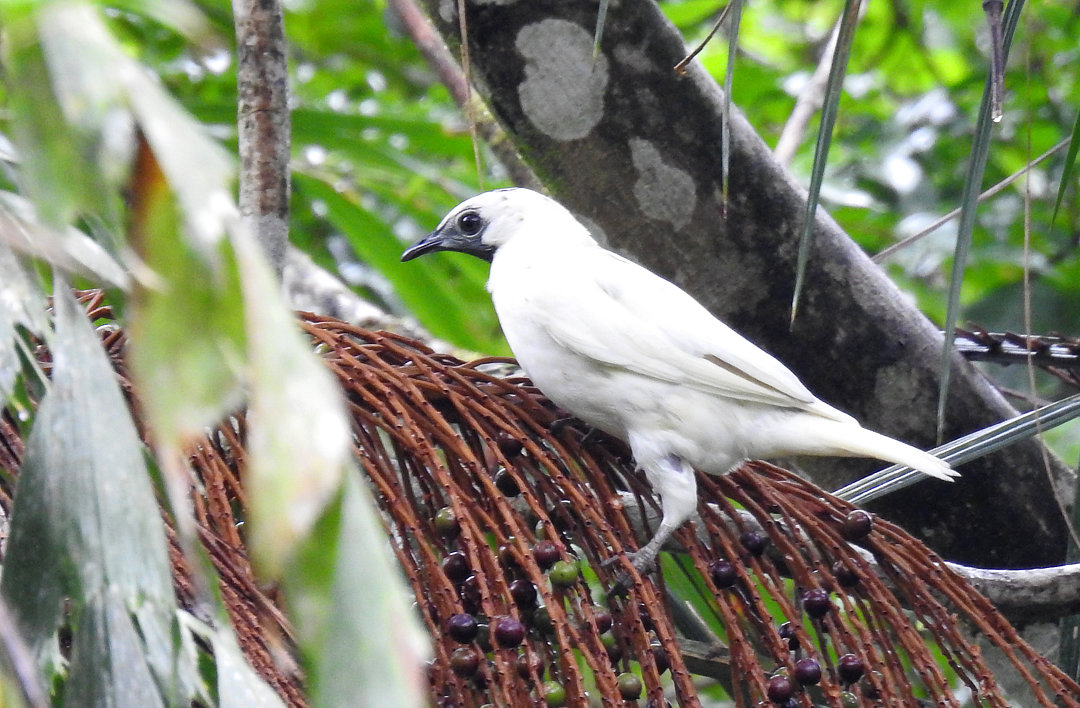Foto araponga (Procnias nudicollis) Por Luciano Breves (Guia) | Wiki ...
