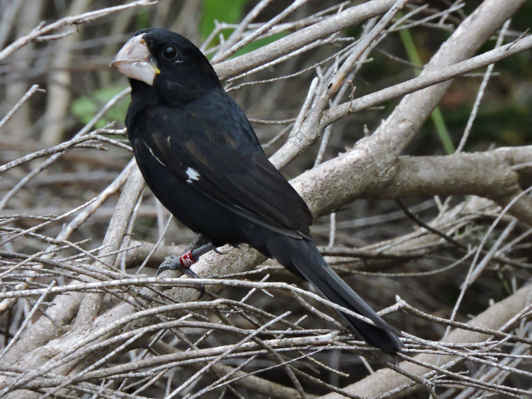 Foto bicudo (Sporophila maximiliani) Por André Grassi-EcoBirding Brazil ...