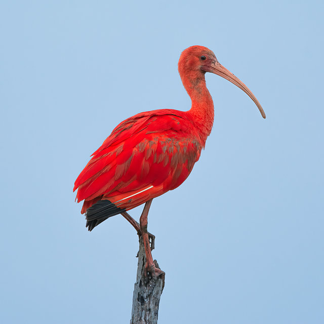 Foto guará (Eudocimus ruber) Por Fabyano Costa | Wiki Aves - A ...