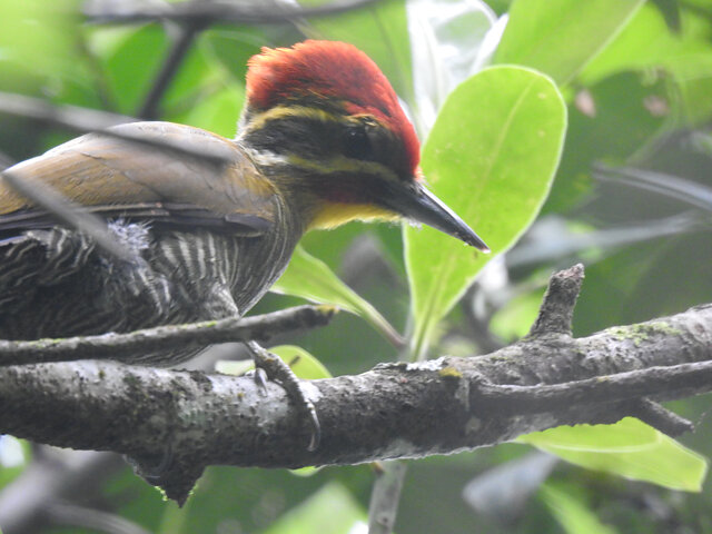 Foto pica-pau-dourado (Piculus aurulentus) Por Juliana Wolter | Wiki ...