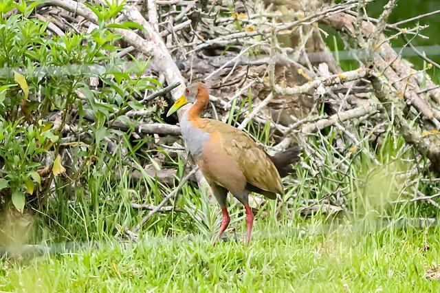 Foto saracuruçu (Aramides ypecaha) Por Fábio Wagner | Wiki Aves - A ...