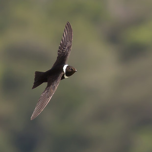 Apodidae | WikiAves - A Enciclopédia das Aves do Brasil