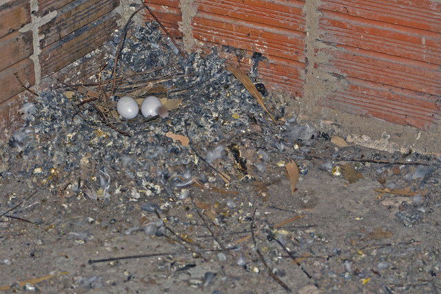 Foto pombo-doméstico (Columba livia) Por Lindemberg Caranha | Wiki Aves ...