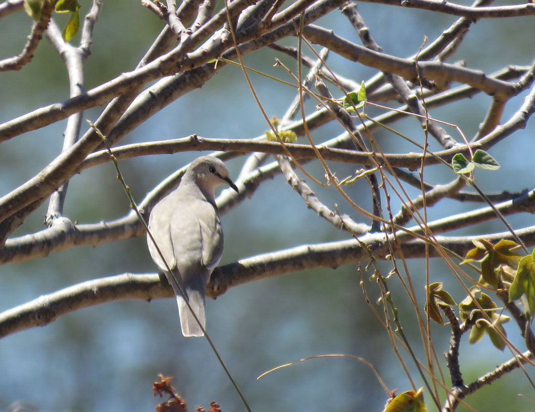 Foto rolinha-picuí (Columbina picui) Por Wagner Santana | Wiki Aves - A ...