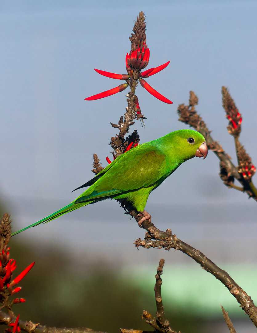 Foto periquito-rico (Brotogeris tirica) Por Enéas G. Junior | Wiki Aves ...