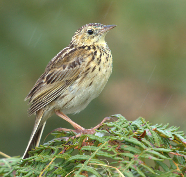 Aves Ameaçadas do Brasil | WikiAves - A Enciclopédia das Aves do Brasil