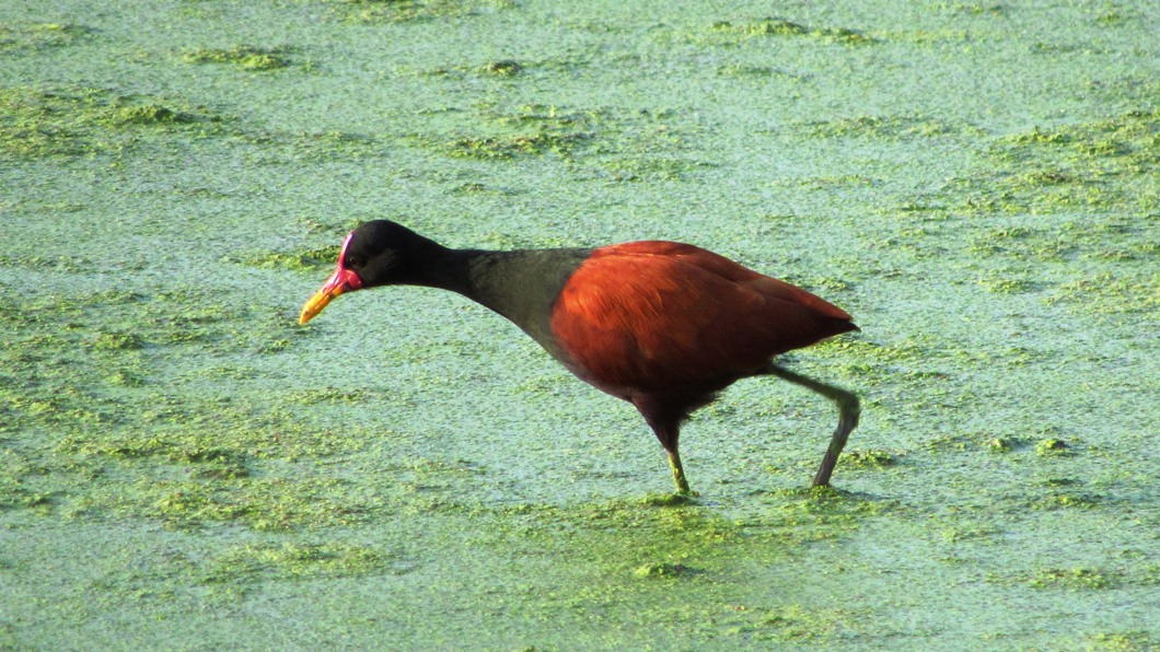 Foto jaçanã (Jacana jacana) Por Aderson Sartori | Wiki Aves - A ...