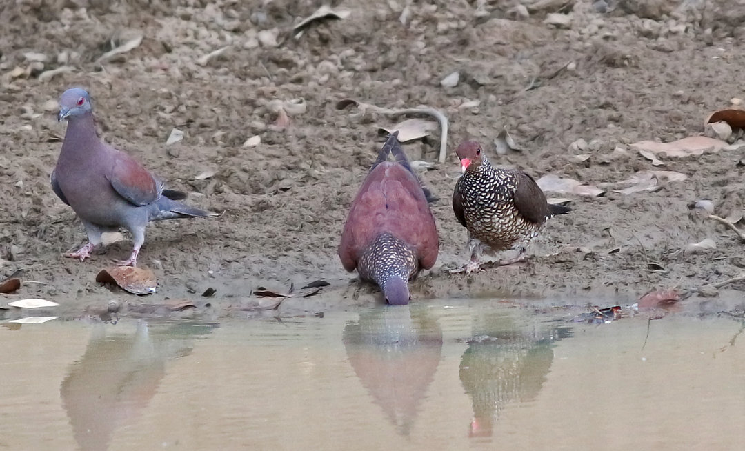 Foto pomba-trocal (Patagioenas speciosa) Por Davi Abreu | Wiki Aves - A ...