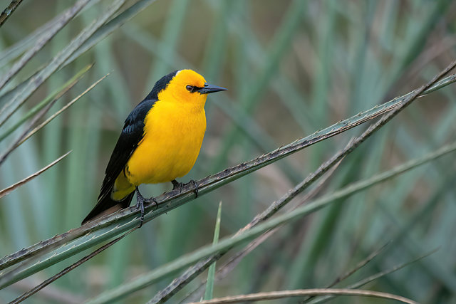 Foto veste-amarela (Xanthopsar flavus) Por Raphael Kurz - Aves do Sul ...