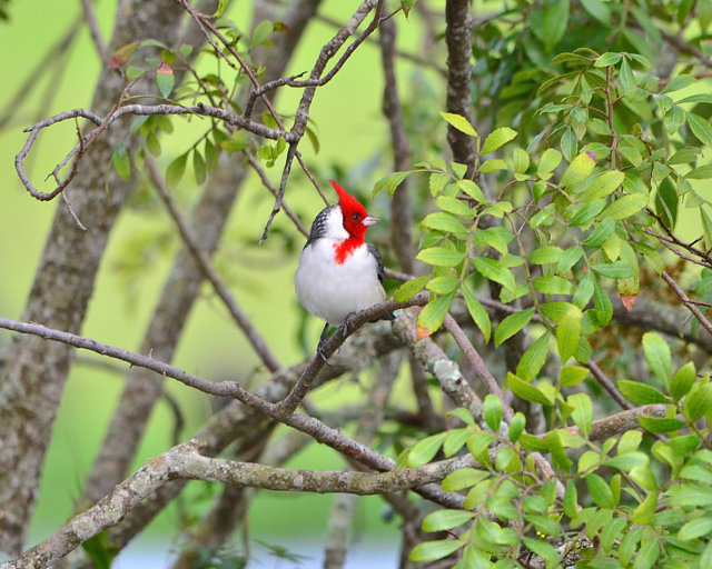 Foto cardeal (Paroaria coronata) Por Rodrigo S. Rodrigues | Wiki Aves ...