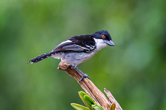 Foto choró-boi (Taraba major) Por Marcelo Müller (Müller) | Wiki Aves ...