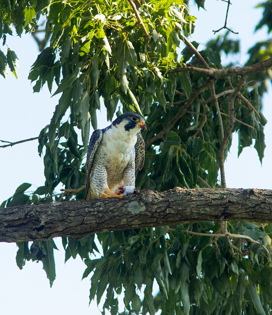 Foto falcão-peregrino (Falco peregrinus) Por Rodrigo.Sousa | Wiki Aves ...