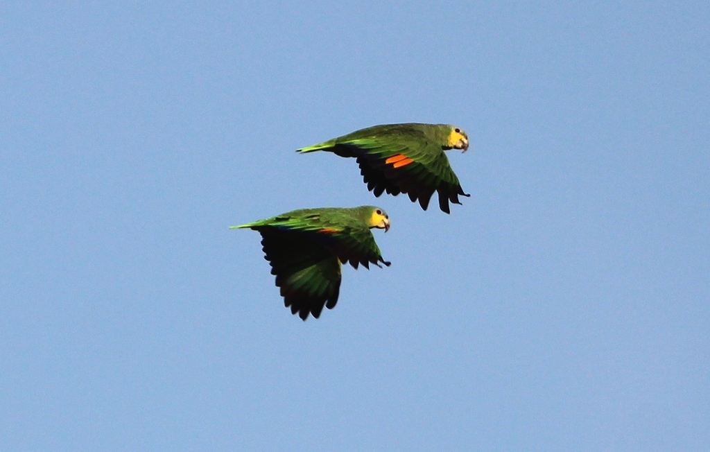 Foto curica (Amazona amazonica) Por Gustavo V. Barcellos | Wiki Aves ...