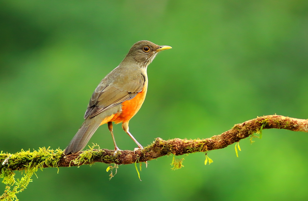 Foto sabiá-laranjeira (Turdus rufiventris) Por Renato Paiva | Wiki Aves ...