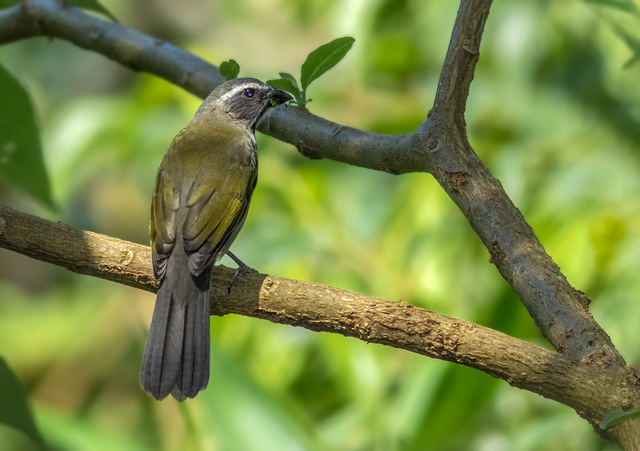 Foto trinca-ferro (Saltator similis) Por Kacau Oliveira | Wiki Aves - A ...