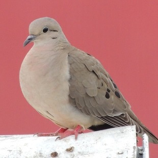 avoante (Zenaida auriculata) | WikiAves - A Enciclopédia das Aves do Brasil