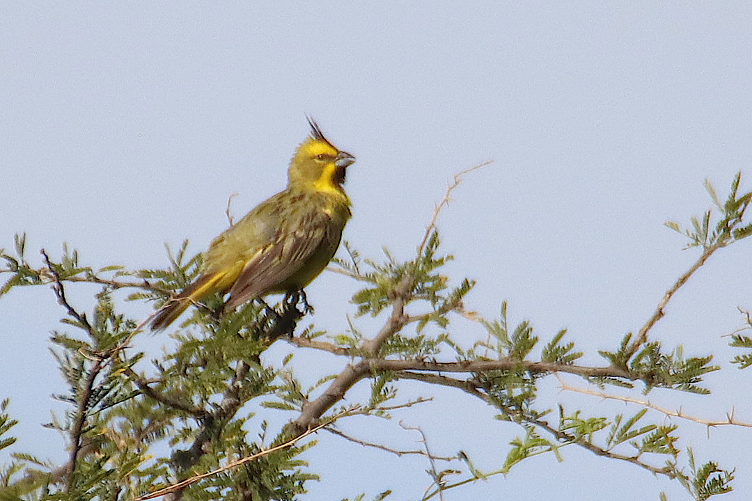 Foto cardeal-amarelo (Gubernatrix cristata) Por Sandra Rebello | Wiki ...