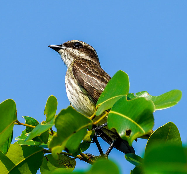 Foto bem-te-vi-pirata (Legatus leucophaius) Por Christopher Borges ...