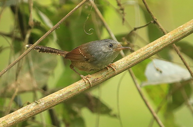 Foto tapaculo-pintado (Psilorhamphus guttatus) Por João Sérgio Barros ...