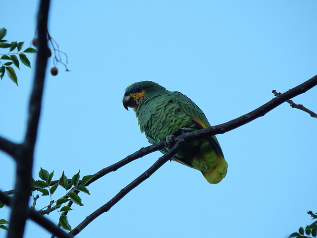 Foto curica (Amazona amazonica) Por Paulo R. Moreno | Wiki Aves - A ...