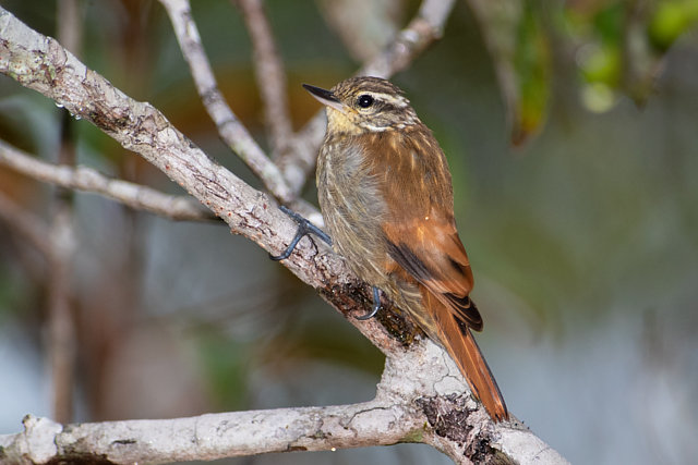 Foto bico-virado-fino (Xenops tenuirostris) Por Cláudio Dias Timm ...