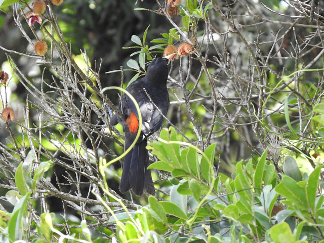 Foto guaxe (Cacicus haemorrhous) Por Daniela Maia | Wiki Aves - A ...