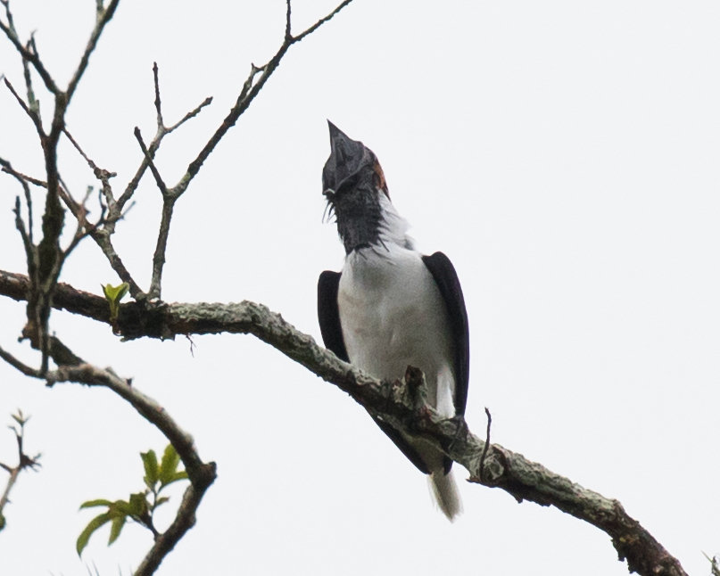 Foto araponga-do-nordeste (Procnias averano) Por Cárin Duarte | Wiki ...