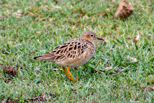 Foto maçarico-acanelado (Calidris subruficollis) Por Hamilton Ludtke de ...