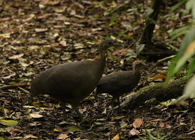 Foto macuco (Tinamus solitarius) Por Luiz Moura | Wiki Aves - A ...