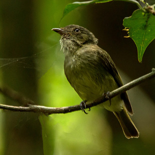 fruxu-baiano (Neopelma aurifrons) | WikiAves - A Enciclopédia das Aves ...