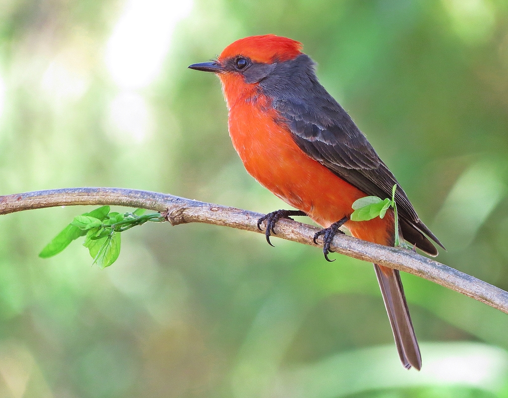 Foto príncipe (Pyrocephalus rubinus) Por Gustavo Muniz | Wiki Aves - A ...