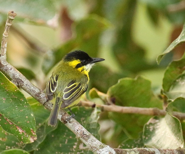 Foto ferreirinho-de-sobrancelha (Todirostrum chrysocrotaphum) Por Paulo ...