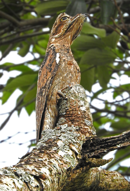 Foto urutau (Nyctibius griseus) Por Leila DalMoro | Wiki Aves - A ...